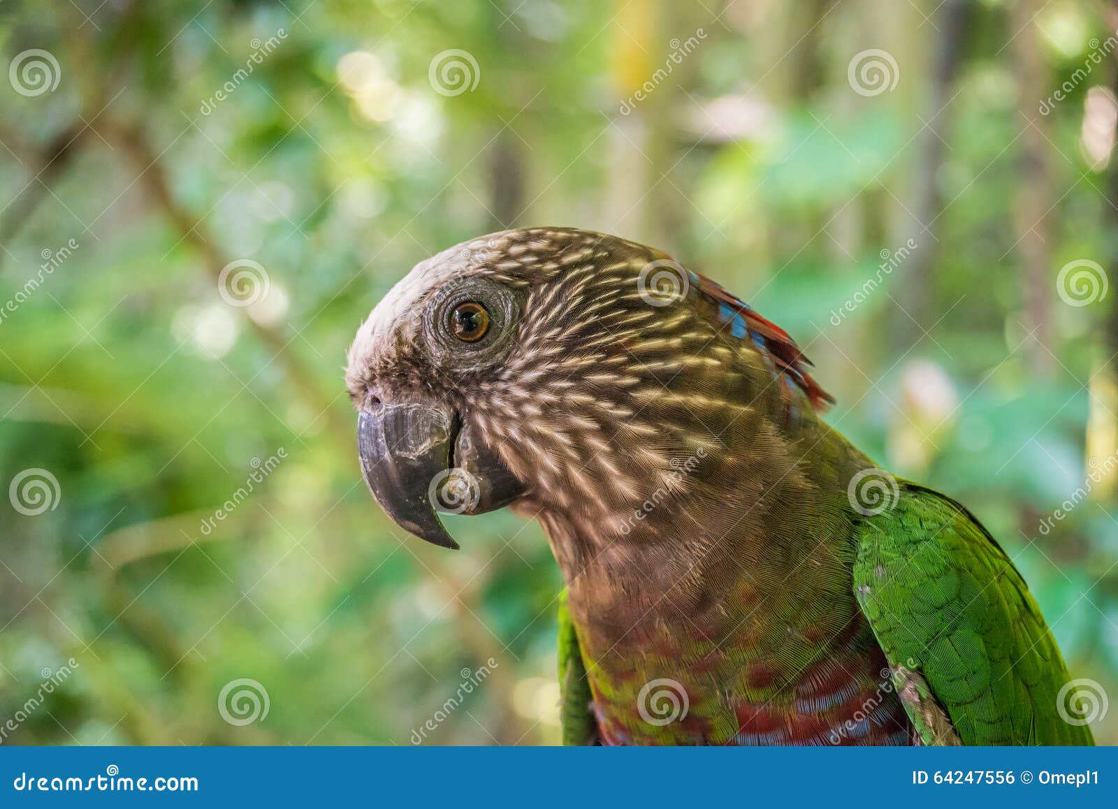 Red-fan parrot stock photo. Image of parrot, tropical - 64247556