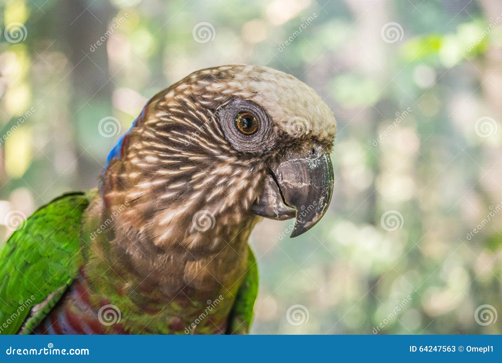 Red-fan parrot stock image. Image of parrot, headed, closeup - 64247563