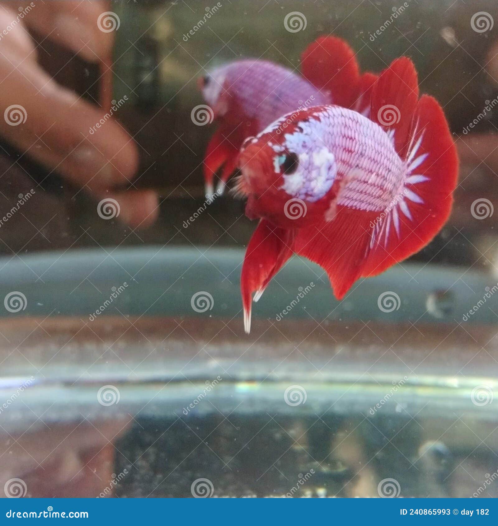 Red fancy betta fish stock image. Image of parrot, fancy - 240865993