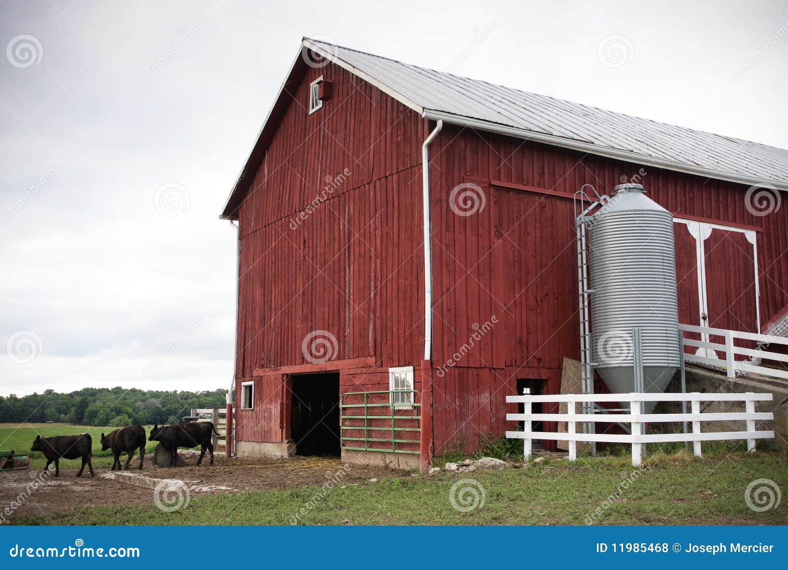 Red Farm Barn With Cows Royalty Free Stock Photos - Image: 11985468