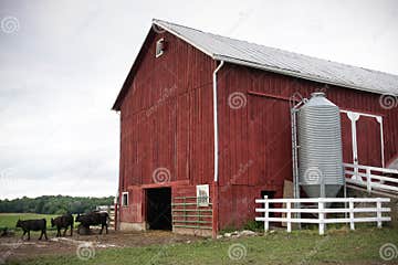 Red Farm Barn with Cows stock photo. Image of green, barn - 11985468