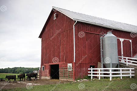 Red Farm Barn with Cows stock photo. Image of green, barn - 11985468