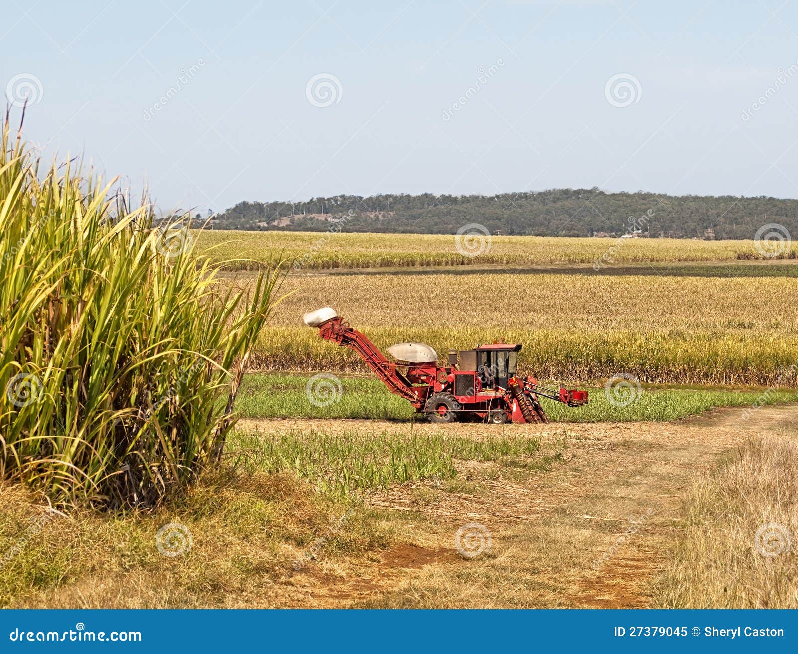Red Farm Cane Harvester on Sugarcane Plantation Stock Image - Image of ...