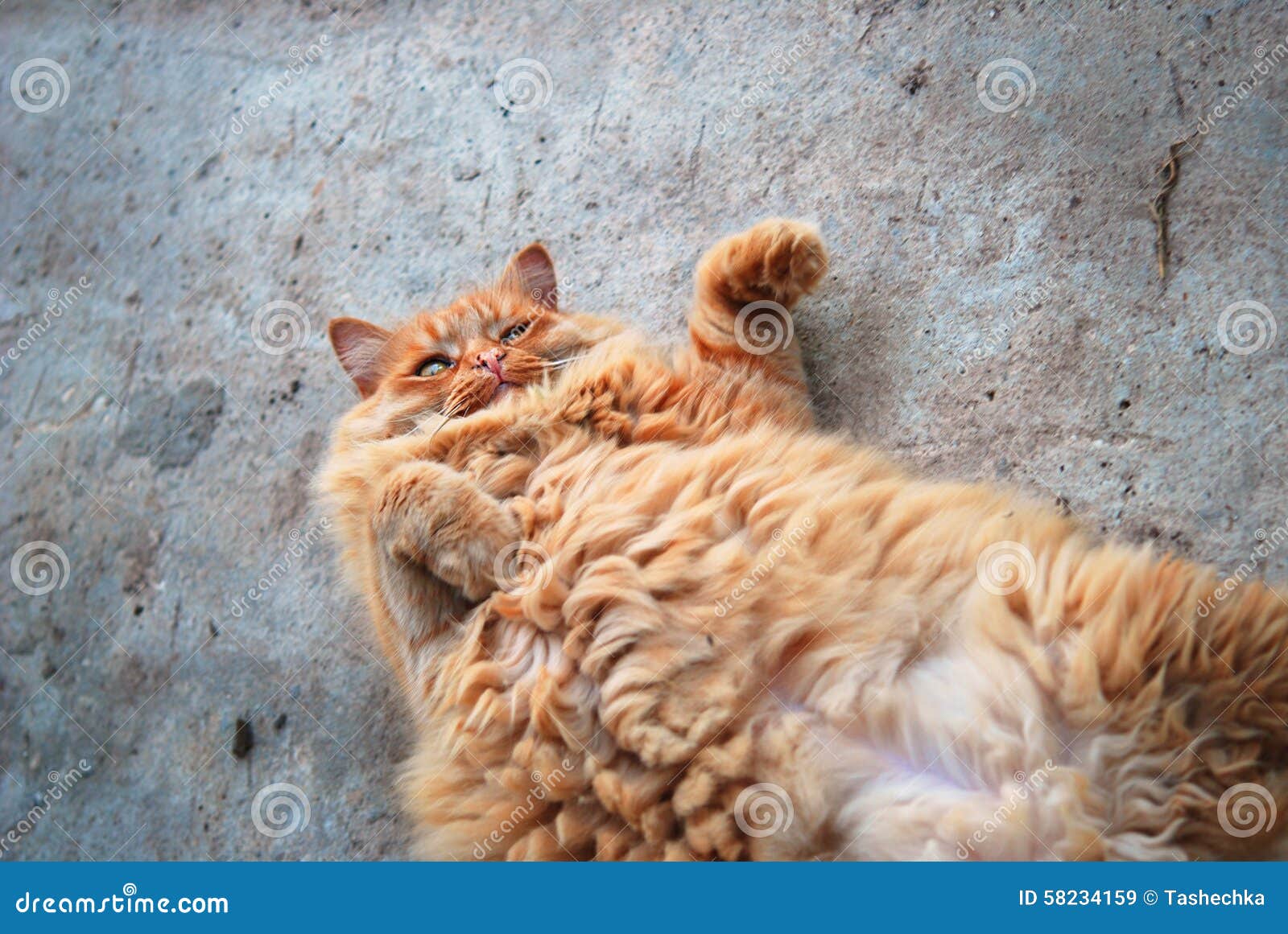 Red Fat Cat Lying on His Back Stock Image - Image of funny, curiosity ...