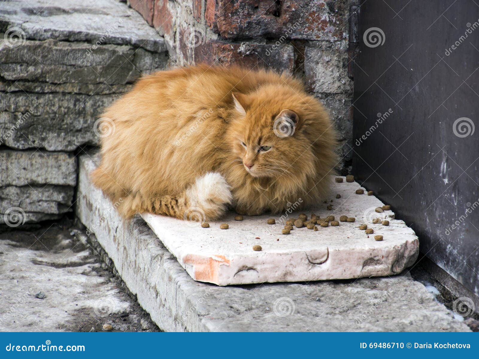 Red fat cat stock photo. Image of fluffy, abandoned, vagrant - 69486710