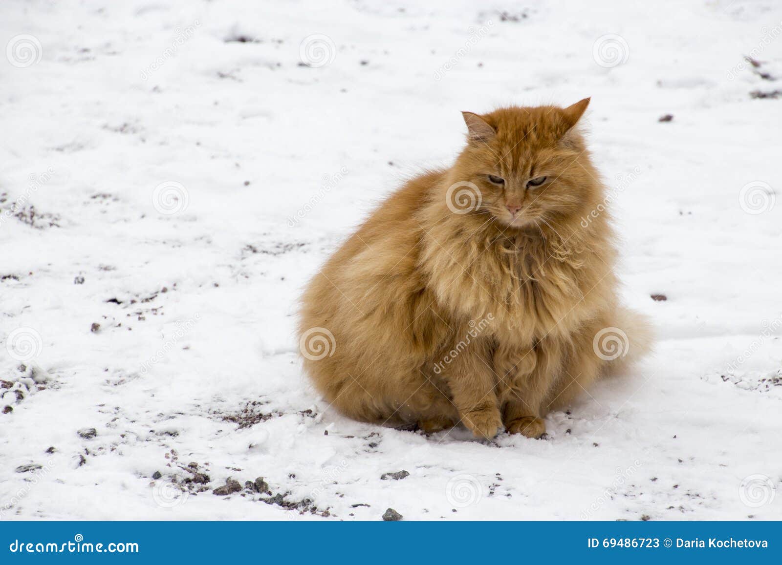 Red fat cat stock image. Image of whiskers, abandoned - 69486723