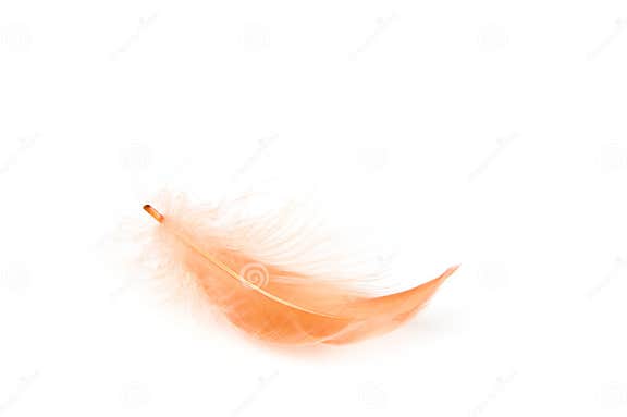 Red feather stock image. Image of copy, lightweight, outdoors - 12634651