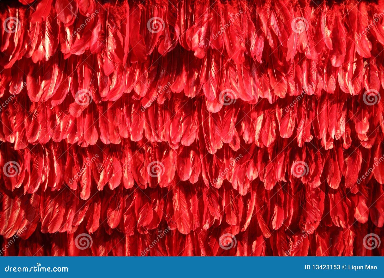 Red feather stock image. Image of plumage, backgrounds - 13423153