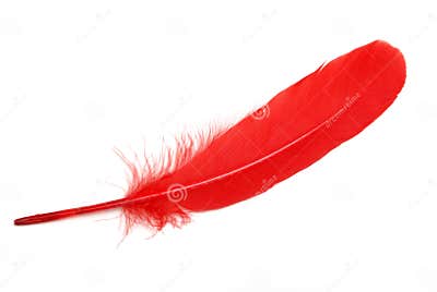 Red Feather stock image. Image of closeup, bird, wing - 13959639