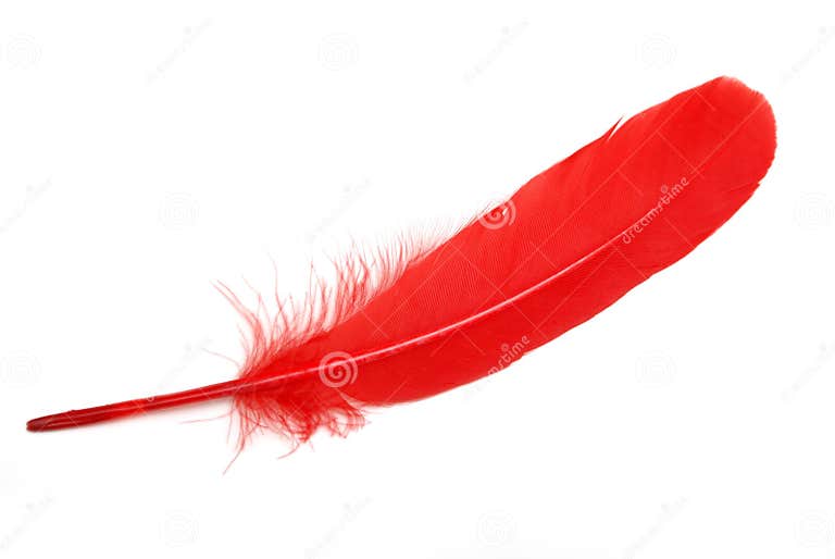 Red Feather stock image. Image of closeup, bird, wing - 13959639