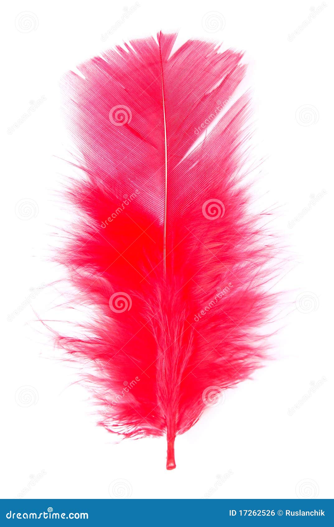 Red feather stock photo. Image of poet, bounce, branches - 17262526