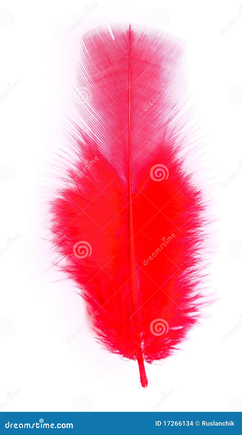 Red feather stock photo. Image of bird, fluffy, painted - 17266134