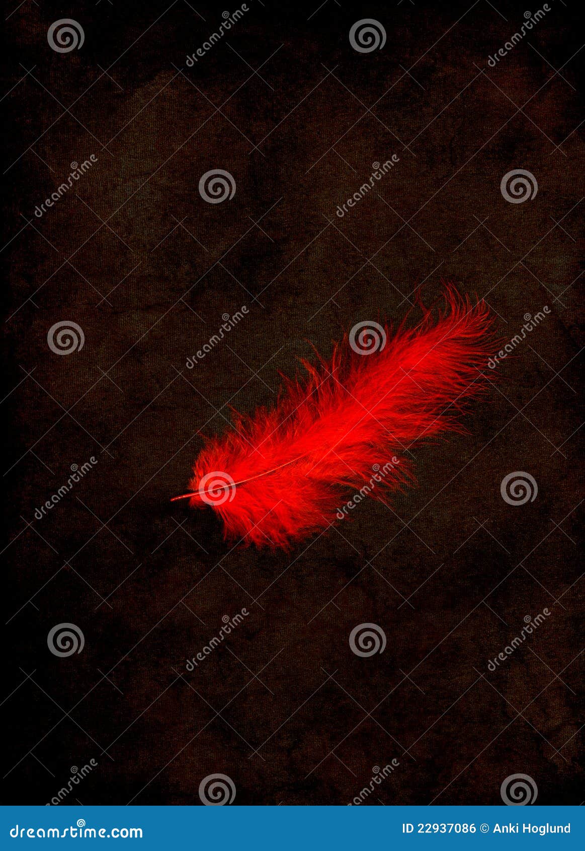 Red feather stock photo. Image of elegance, elegant, festive - 22937086