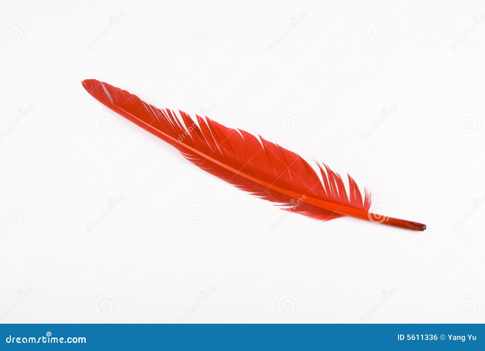 Red feather stock photo. Image of bird, winged, airy, decoration - 5611336