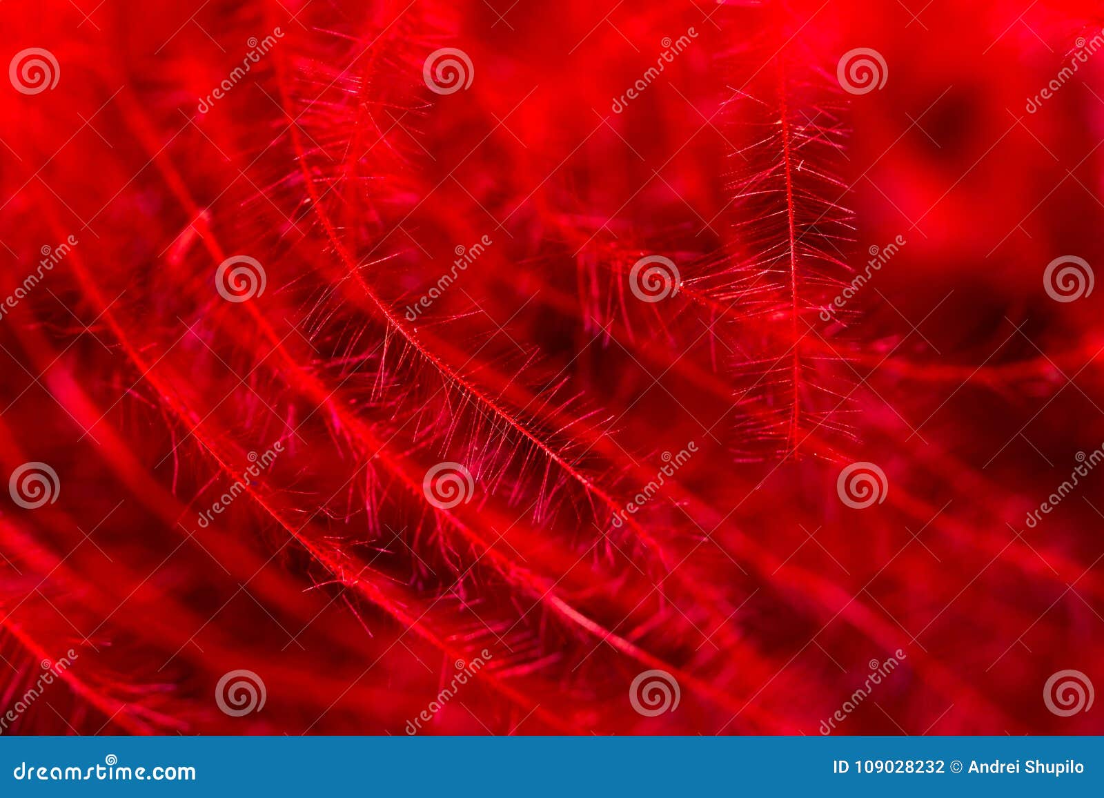 Red Feather As an Abstract Background Stock Photo - Image of decoration ...