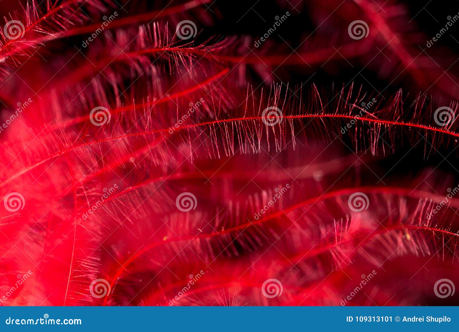Red Feather As an Abstract Background Stock Image - Image of object ...