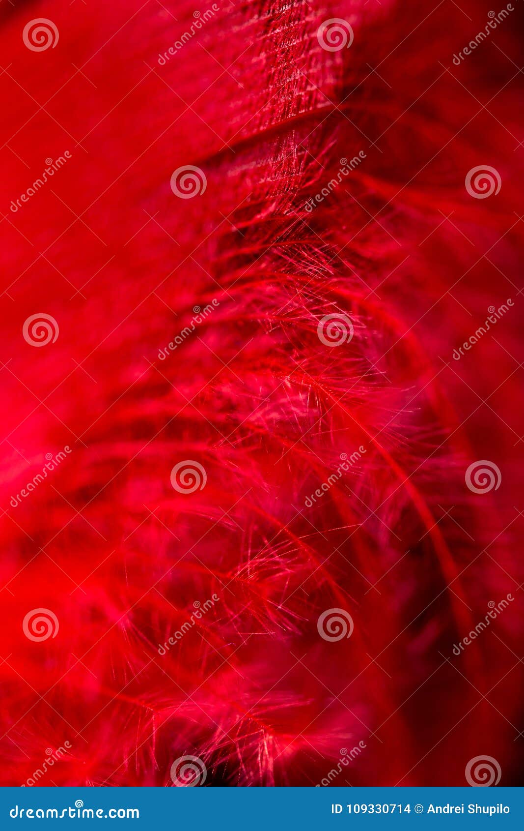 Red Feather As an Abstract Background Stock Photo - Image of beauty ...
