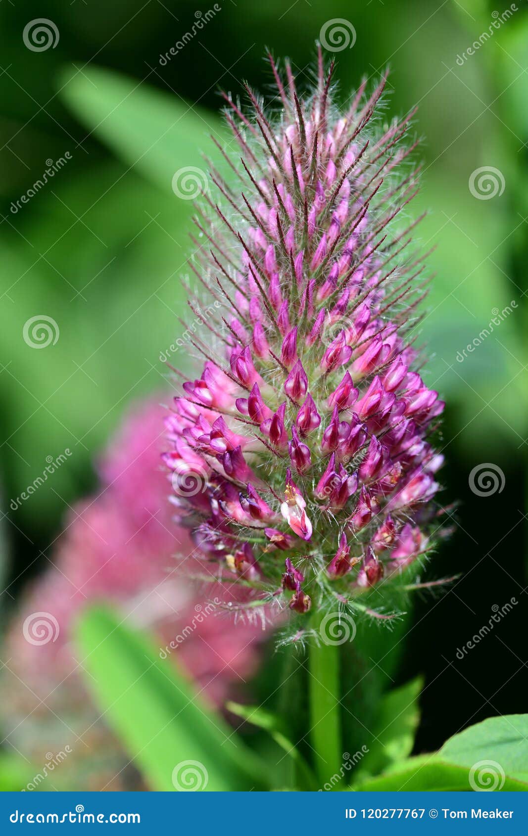 Red Feather Clover Trifolium Rubens Stock Image - Image of flora ...
