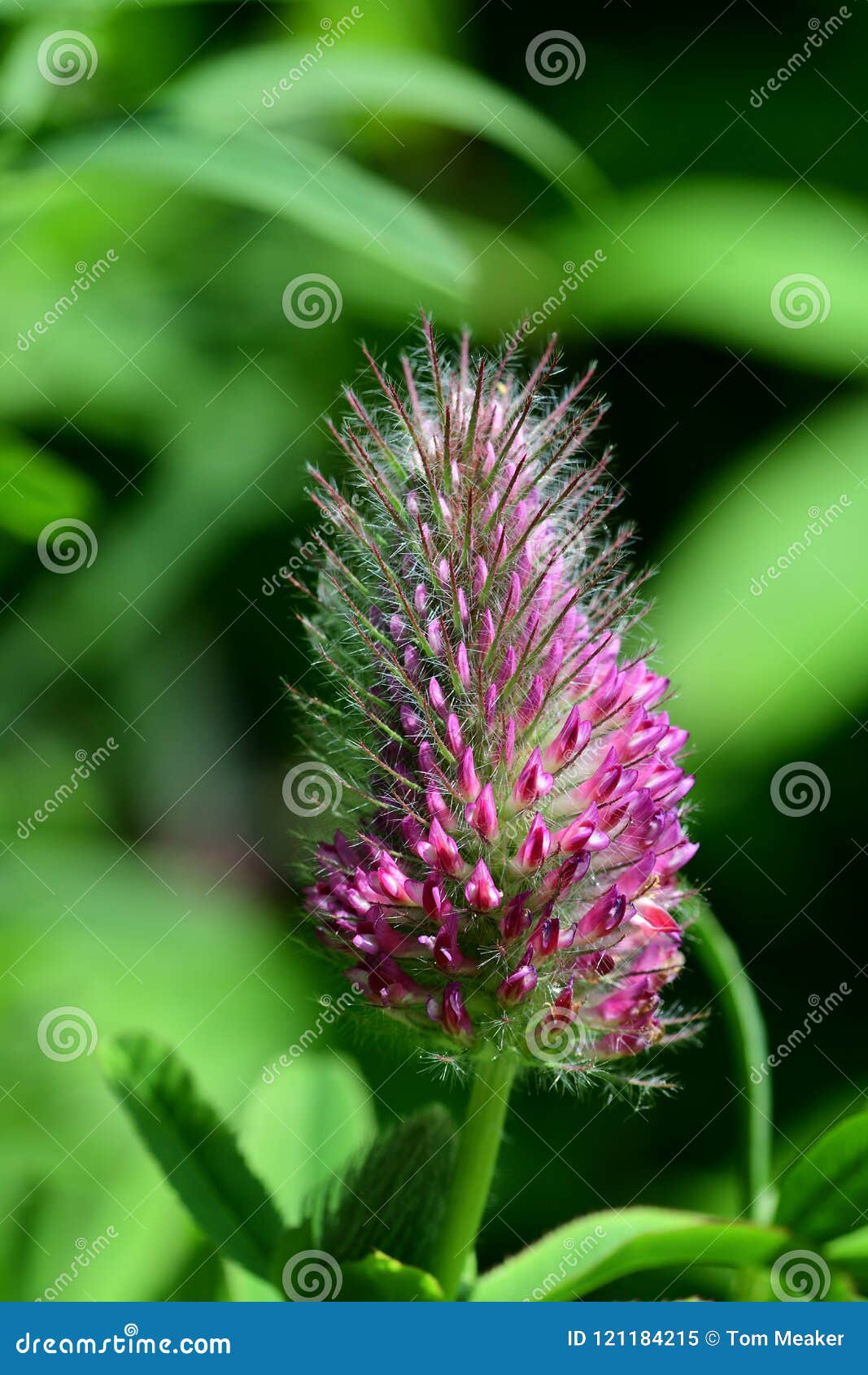 Red Feather Clover Trifolium Rubens Stock Image - Image of blooming ...