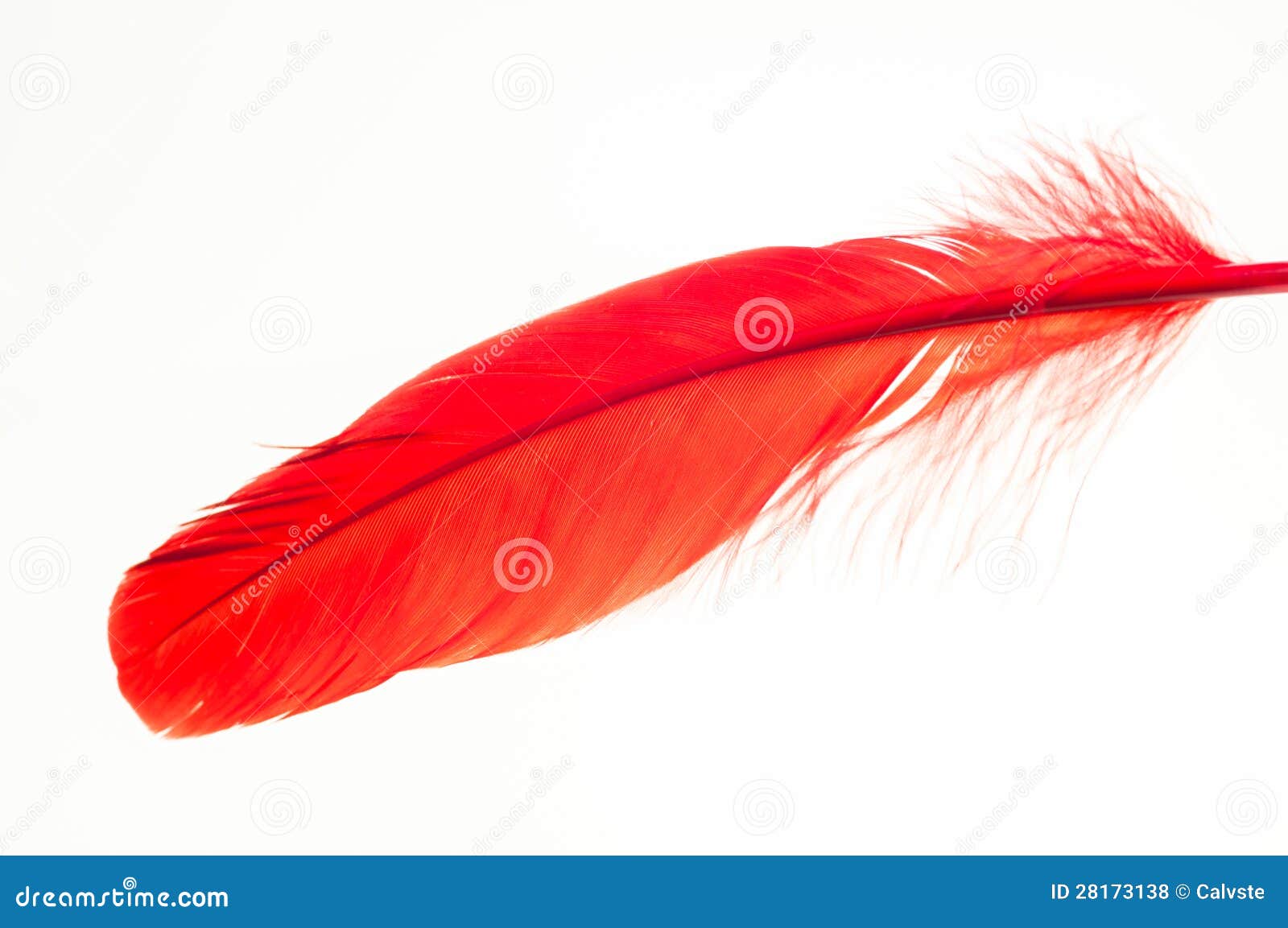 Red Feather Extreme Close Up Stock Photo - Image of concept, conceptual ...