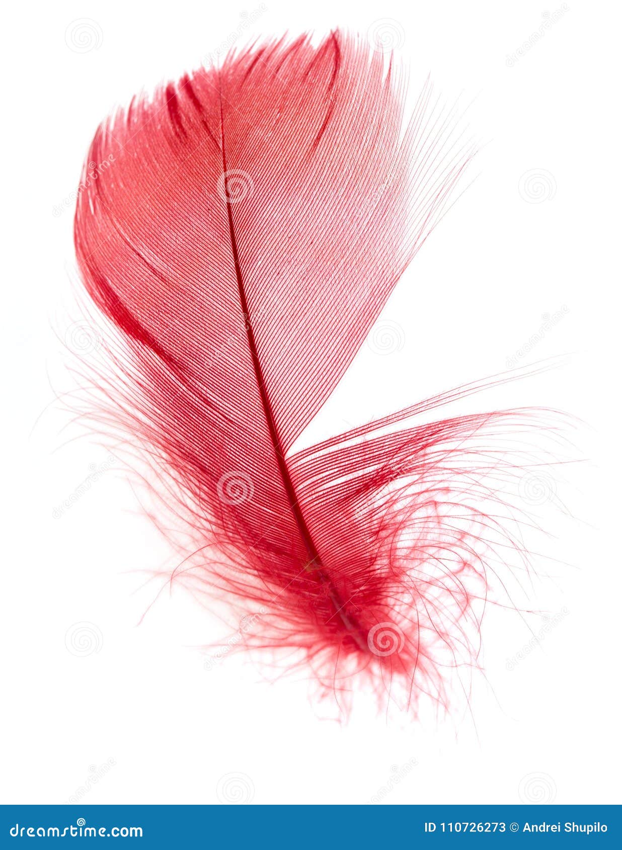 Red Feather Isolated on White Background Stock Image - Image of plumage ...