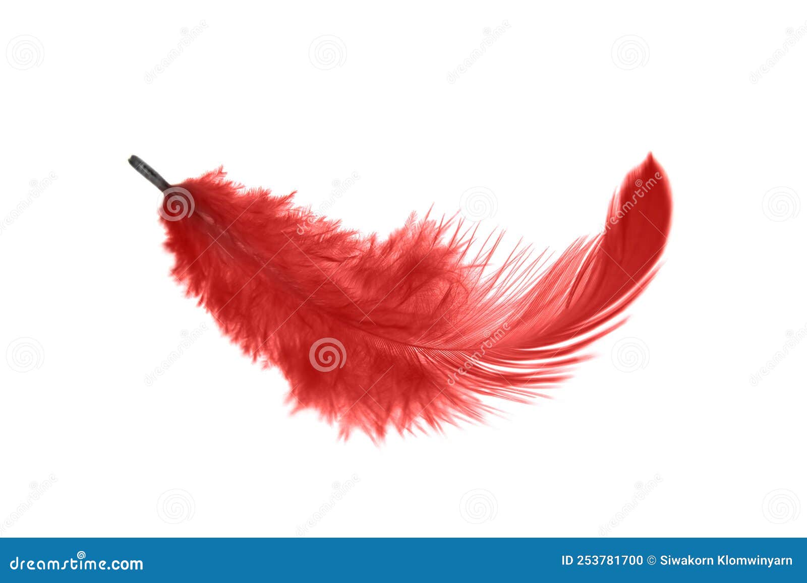 Red Feather Isolated on White Background. Dawn Feather. Stock Photo ...