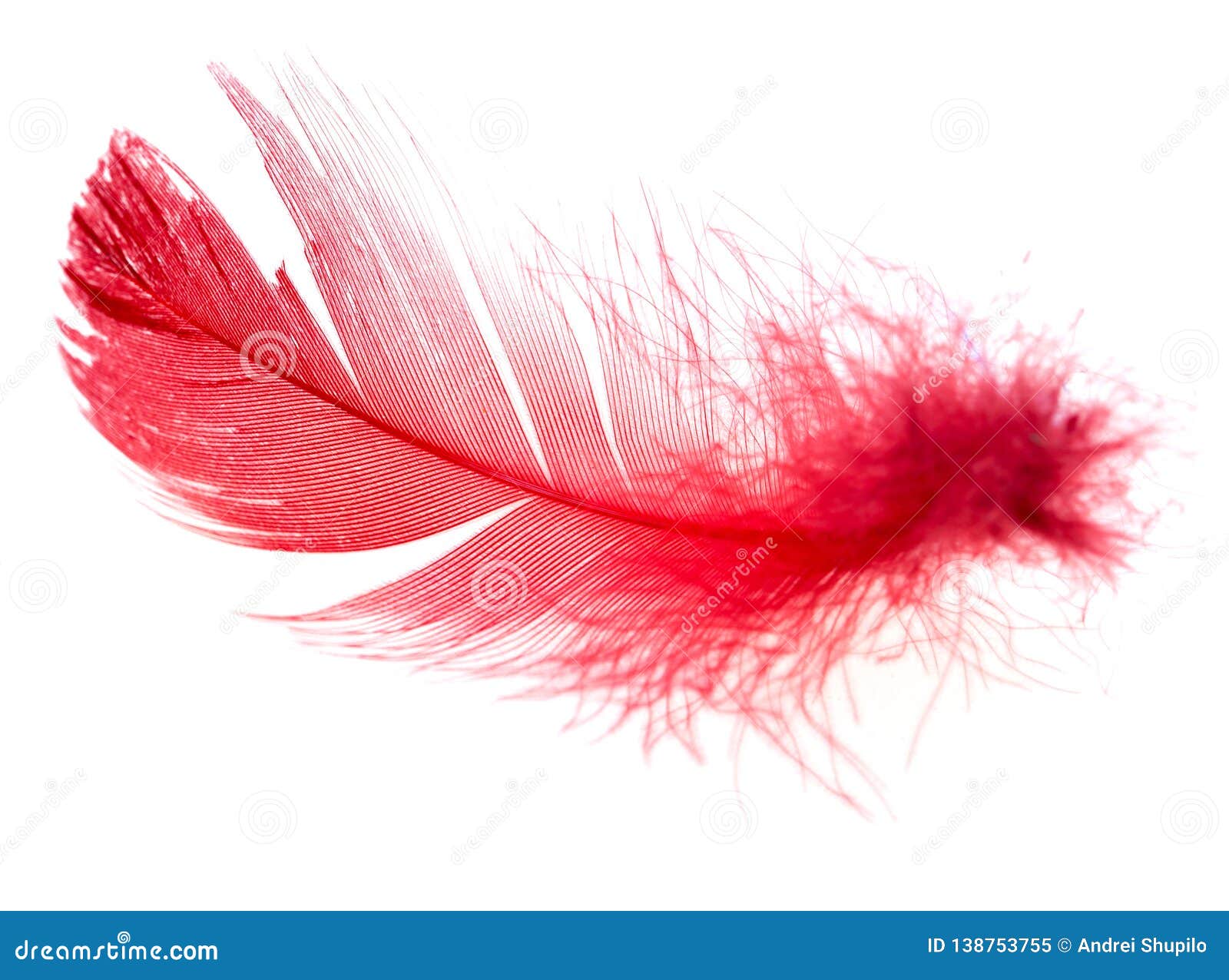 Red Feather Isolated on White Background Stock Image - Image of bird ...