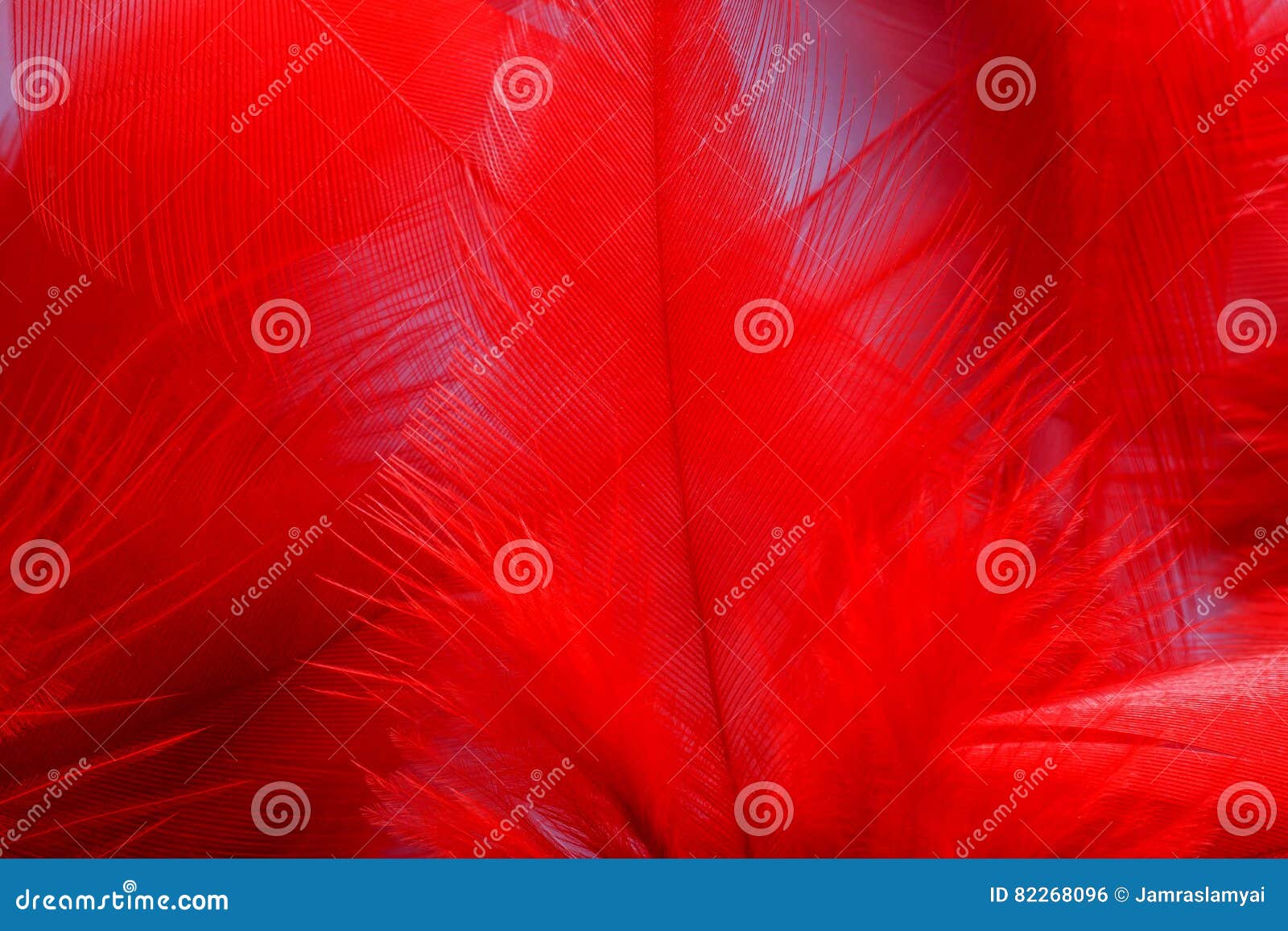 Red feather stock photo. Image of curve, element, detail - 82268096