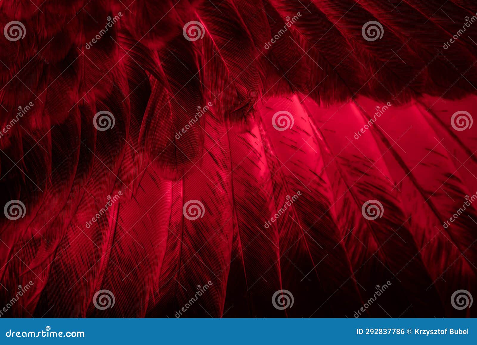 Red Feather Pigeon Macro Photo. Texture or Background Stock Photo ...