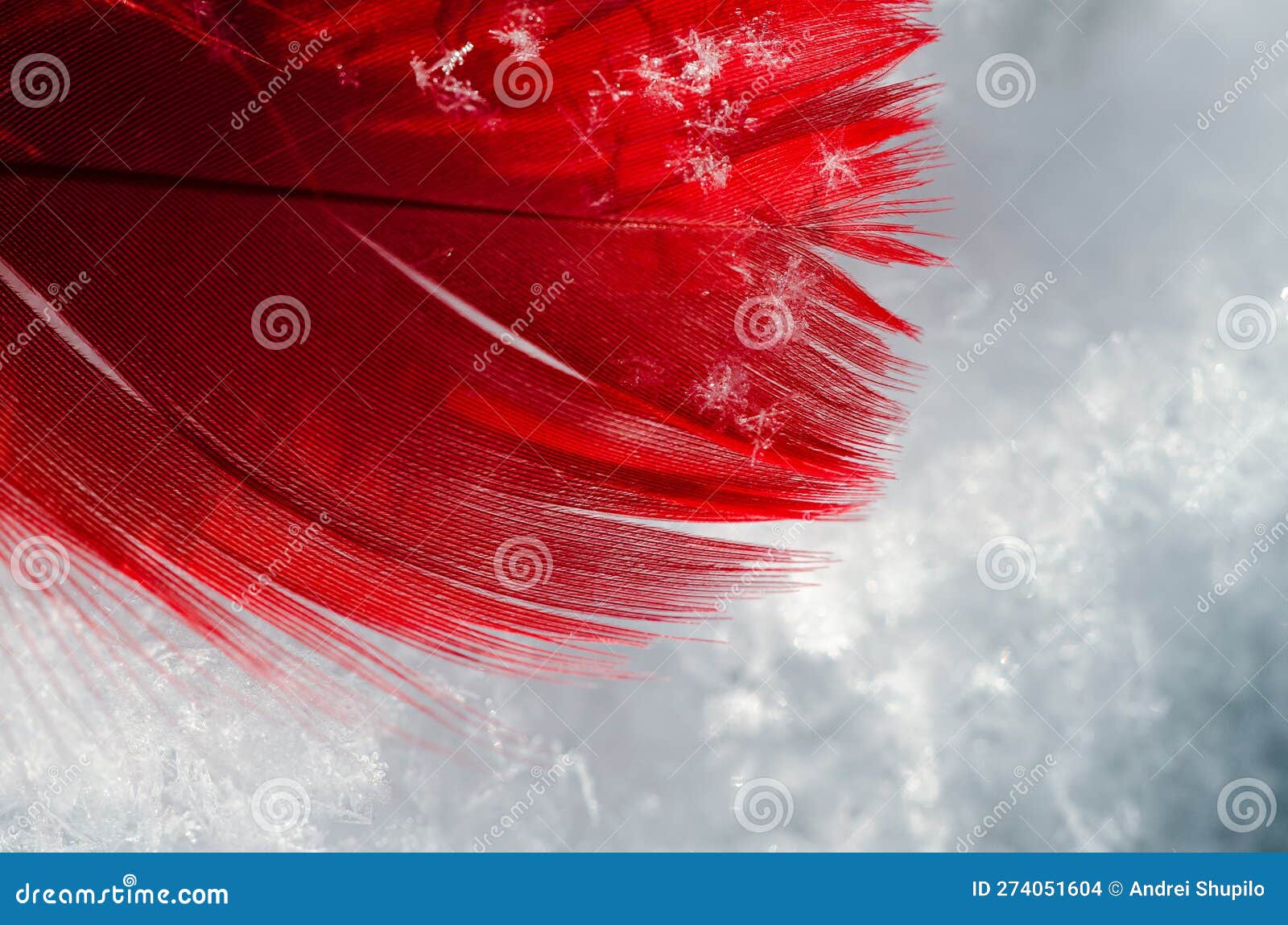Red Feather on White Snow in Winter. Close-up Stock Photo - Image of ...