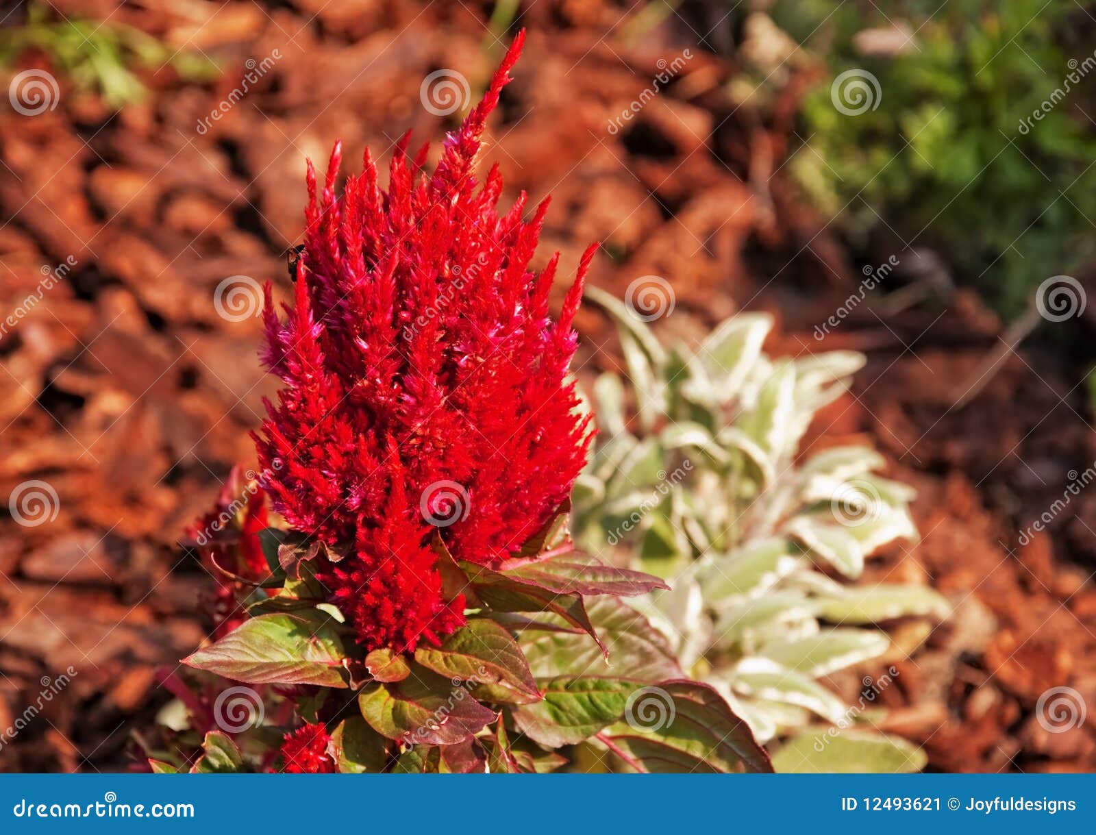 Red Feathered Cockscomb Flower Stock Image - Image of background ...