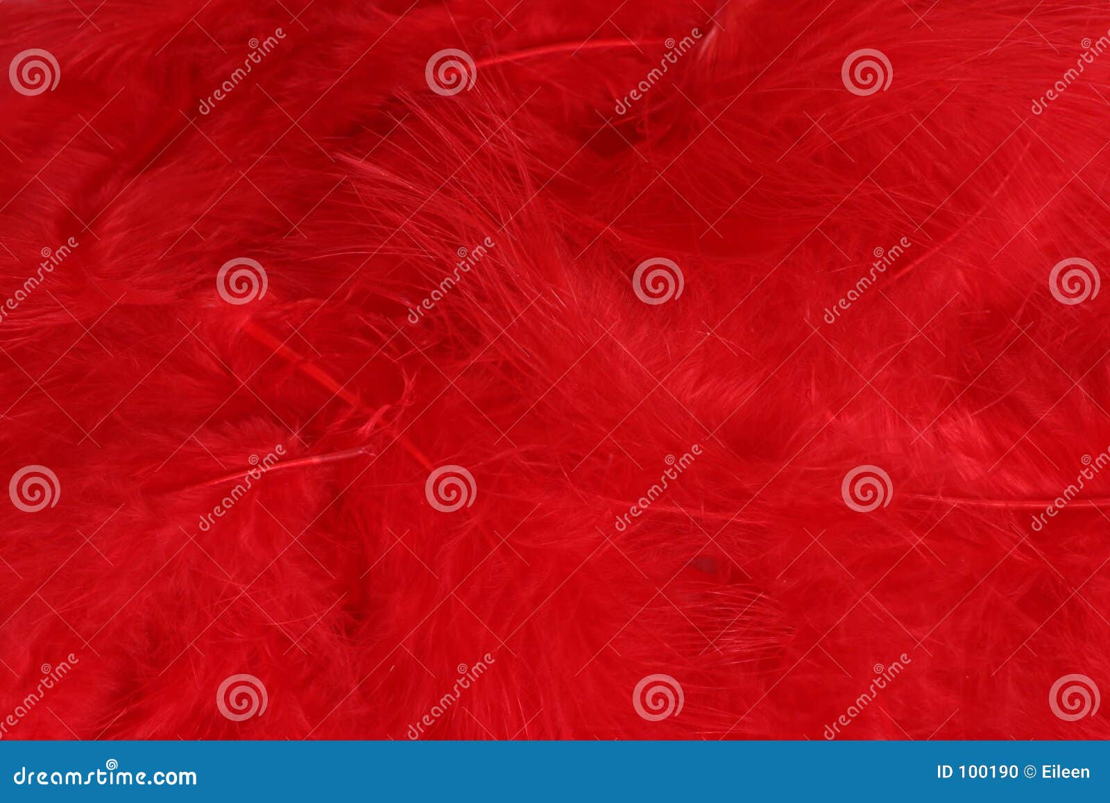 Red Feathers stock photo. Image of fluff, bird, feathers - 100190