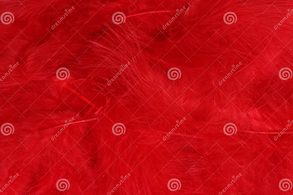 Red Feathers stock photo. Image of fluff, bird, feathers - 100190