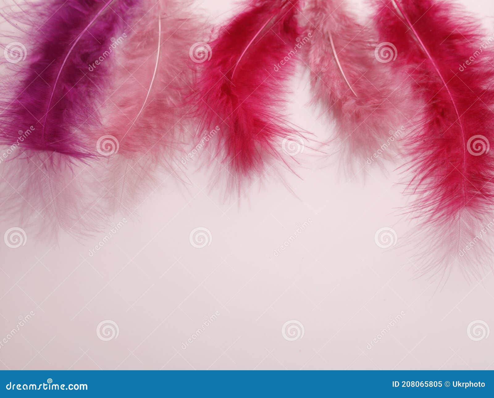 Red Feathers Border for Fastelavn Stock Image - Image of nature ...