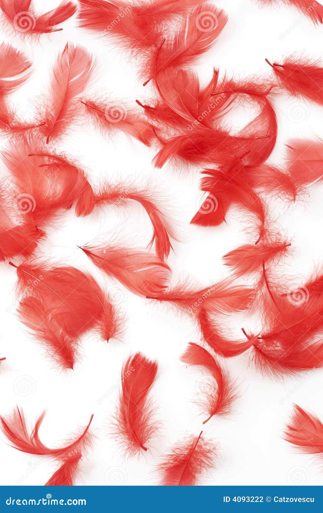 Red Feathers Isolated on White Stock Photo - Image of weightless ...