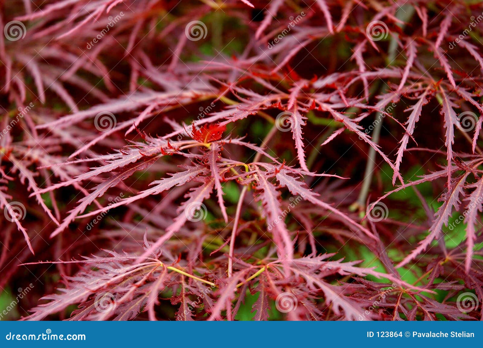 Red Fern Leaves stock photo. Image of background, outdoors - 123864