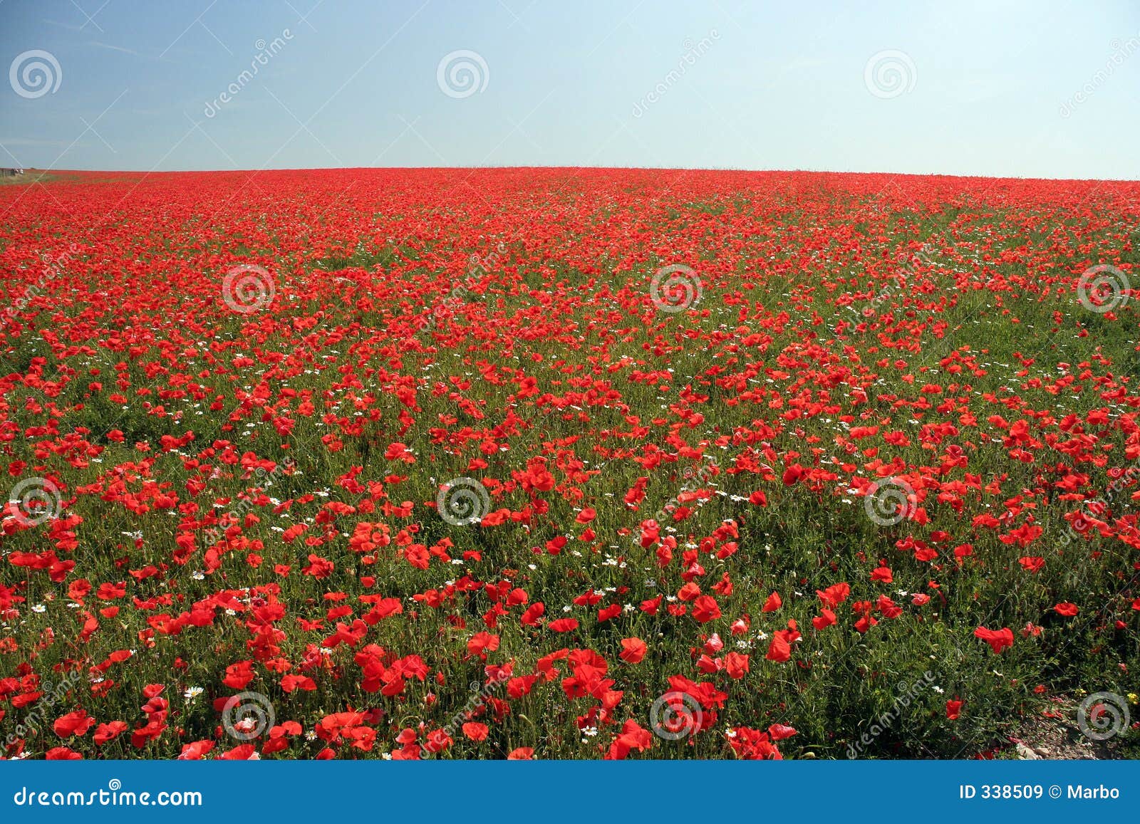 Red field stock image. Image of seed, growing, view, summer - 338509