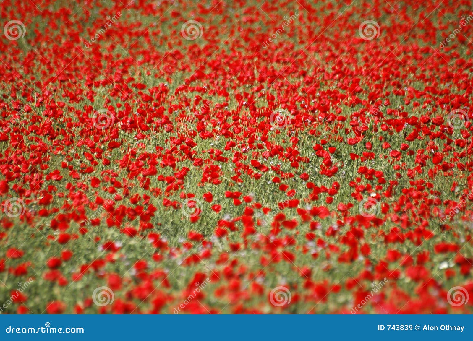 Red field stock image. Image of summertime, light, plant - 743839