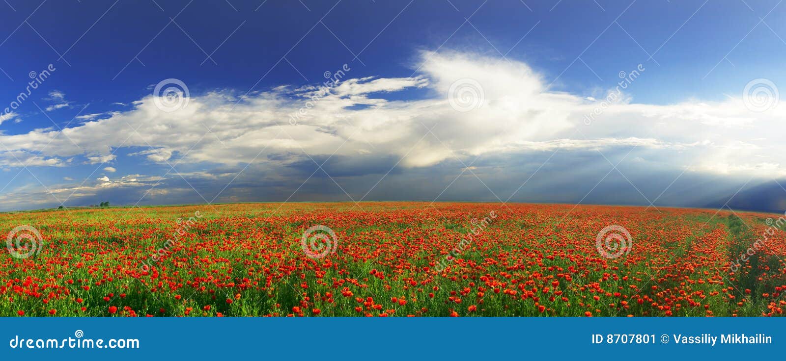 Red field stock image. Image of pasture, herb, field, color - 8707801