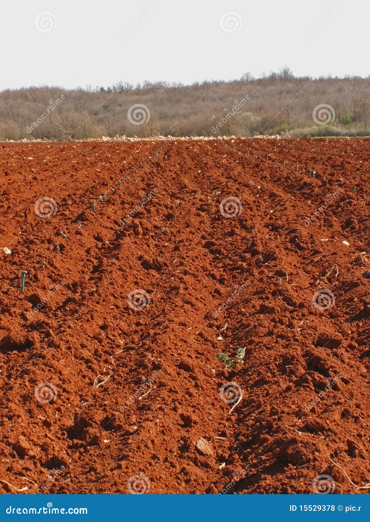 Red field countryside stock photo. Image of field, farming - 15529378