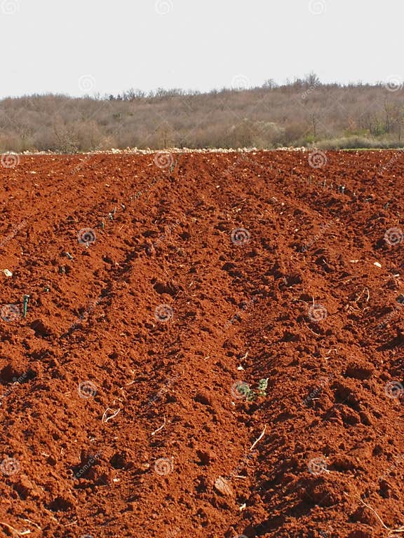 Red field countryside stock photo. Image of field, farming - 15529378