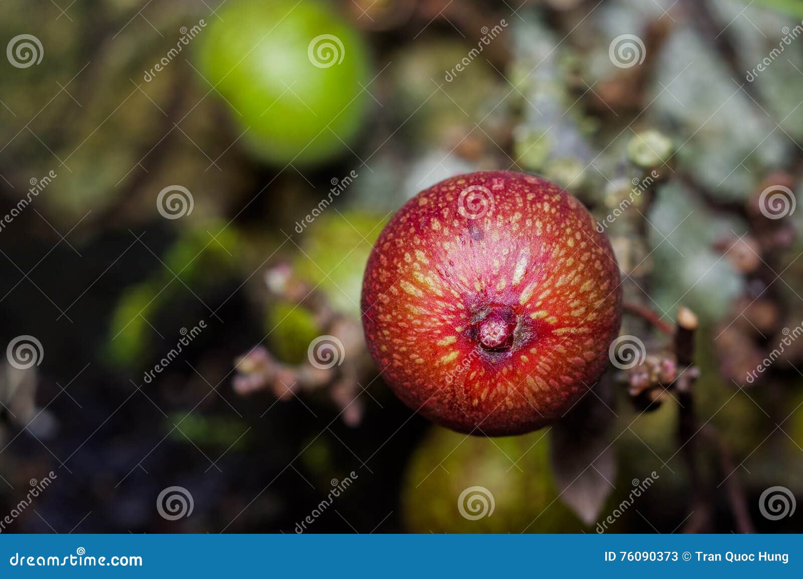 Red fig on fig tree stock image. Image of colors, outdoors - 76090373