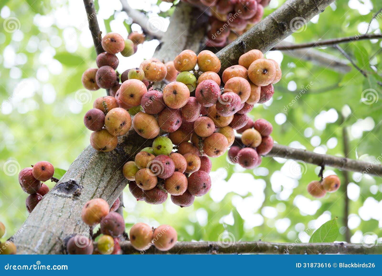 Red Fig Fruit stock photo. Image of garden, food, plant - 31873616