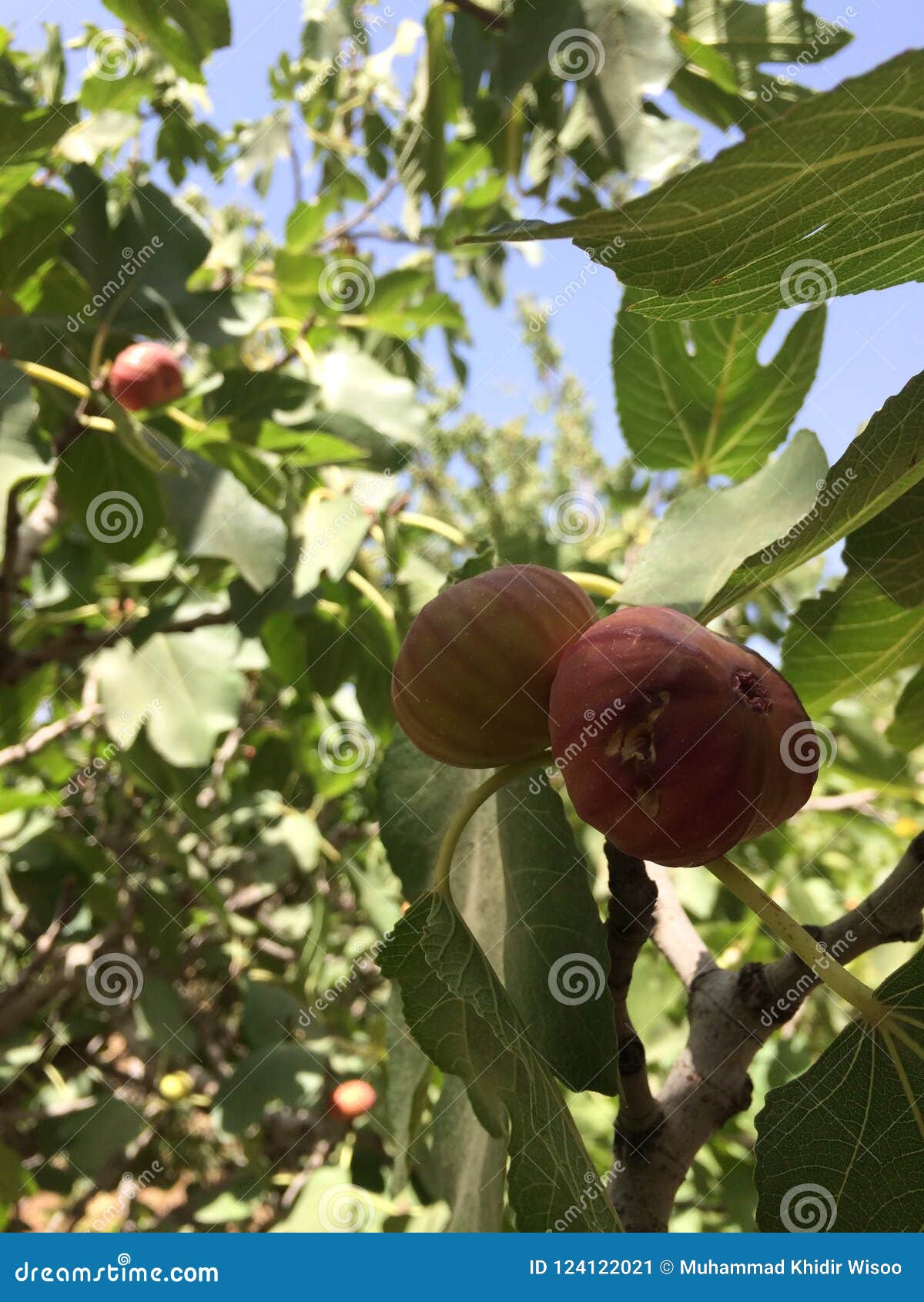 Red fig stock image. Image of purple, leaf, vine, sweet - 124122021