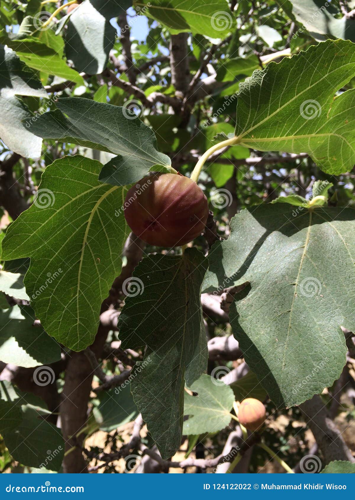 Red fig stock photo. Image of juice, juicy, edible, spring - 124122022