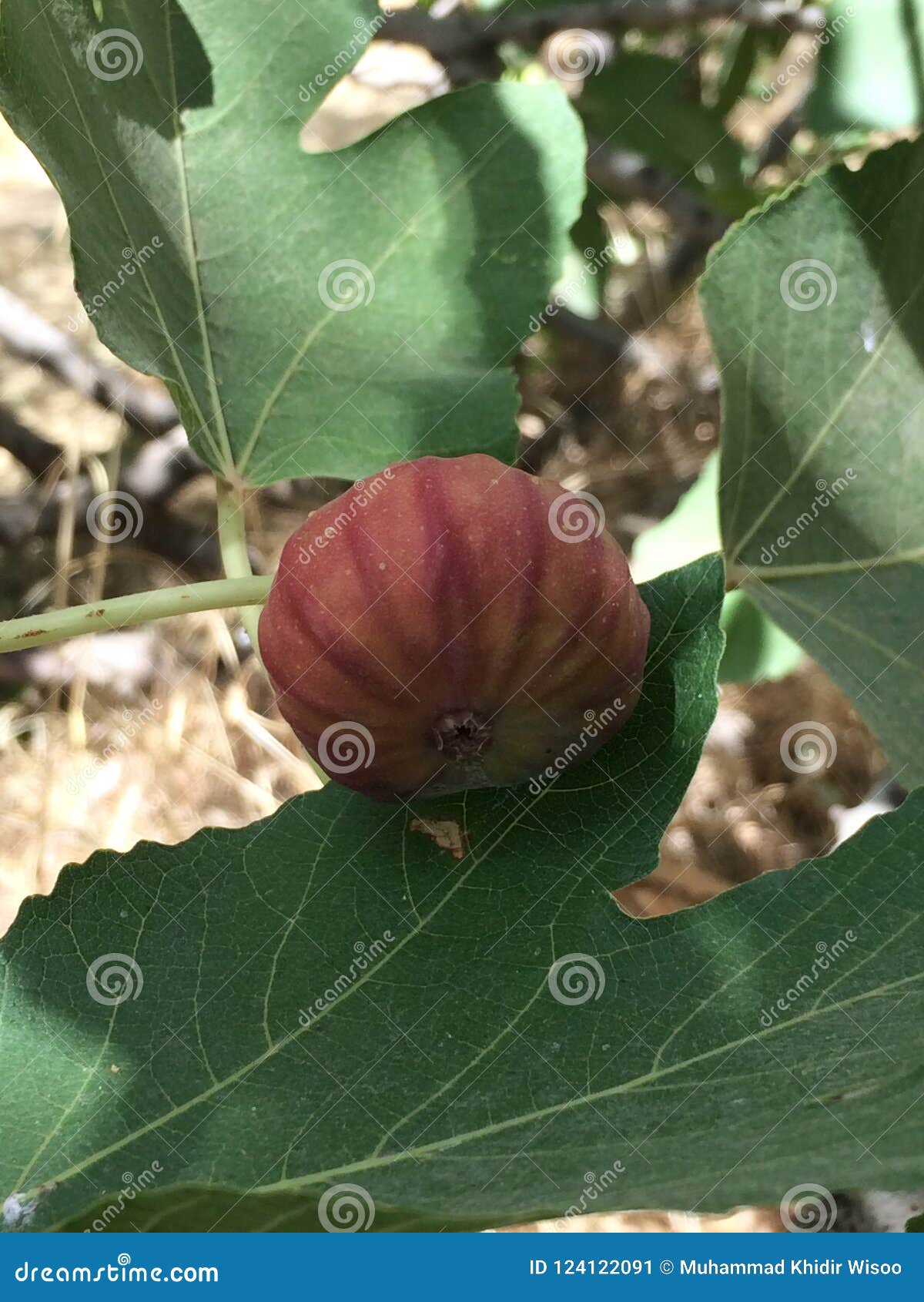 Red fig stock image. Image of branch, ripe, sweet, fall - 124122091