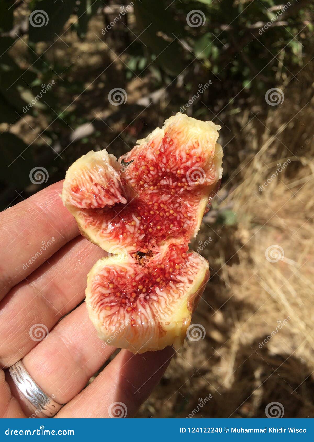 Red fig stock photo. Image of leaves, summer, spring - 124122240