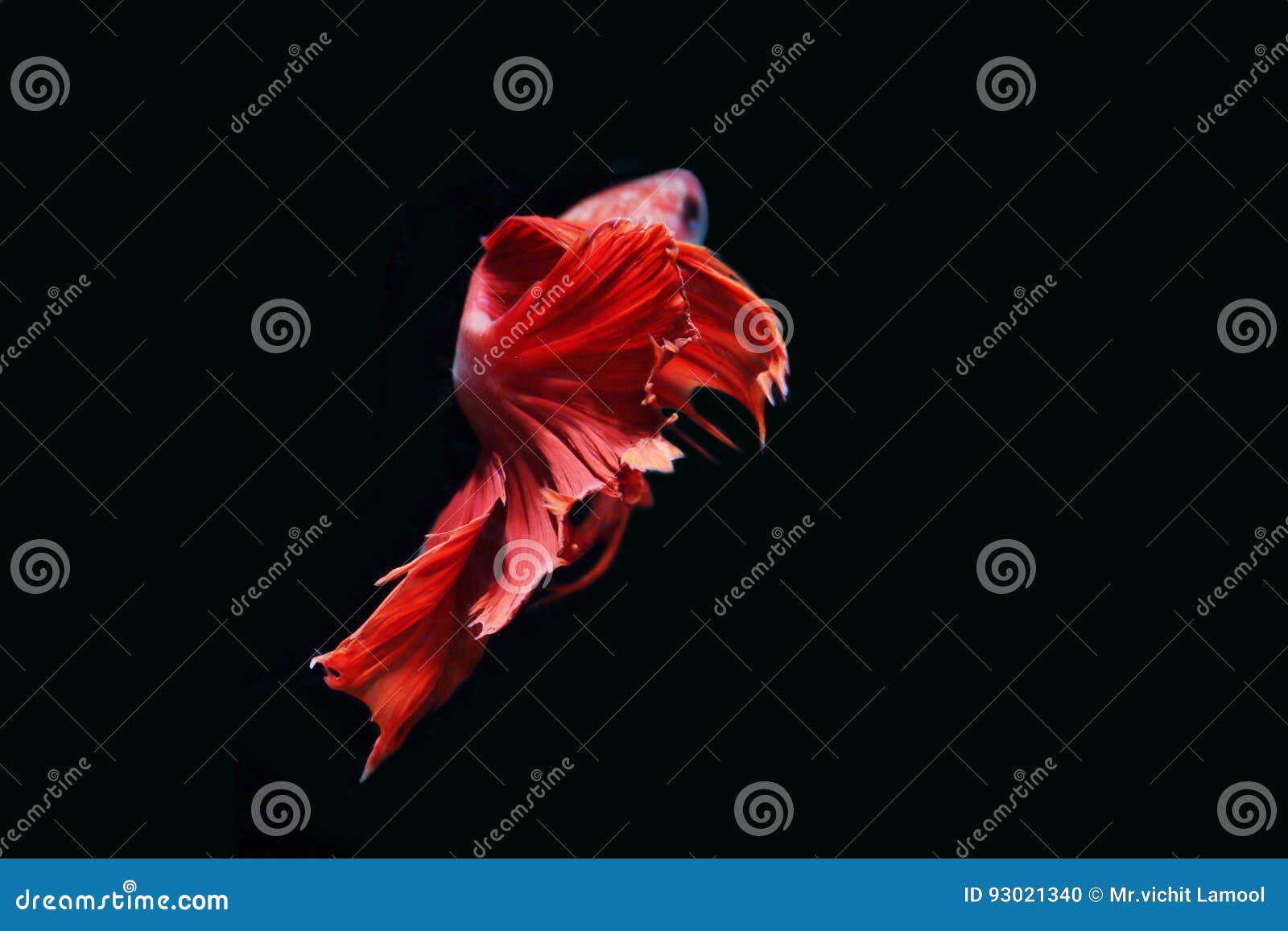 Red fighting fish. stock photo. Image of betta, dragon - 93021340