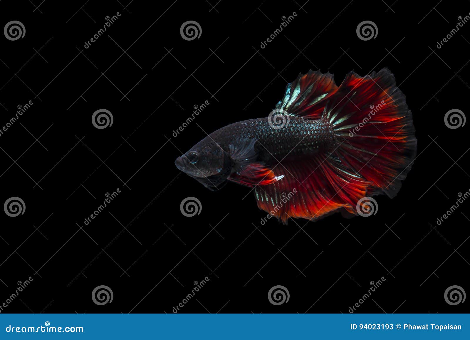 Red Fighting Fish stock image. Image of beautiful, capture - 94023193
