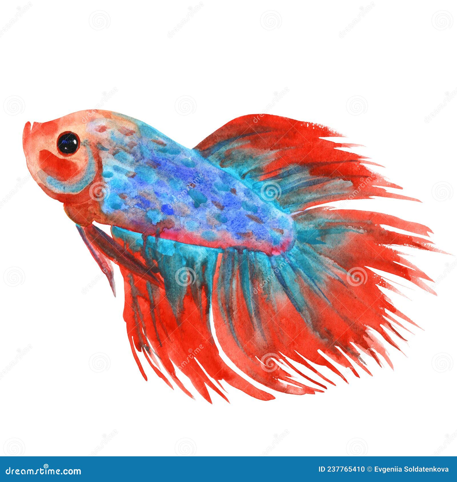 Red Fighting Fish Isolated on White. Watercolor Illustration Stock ...